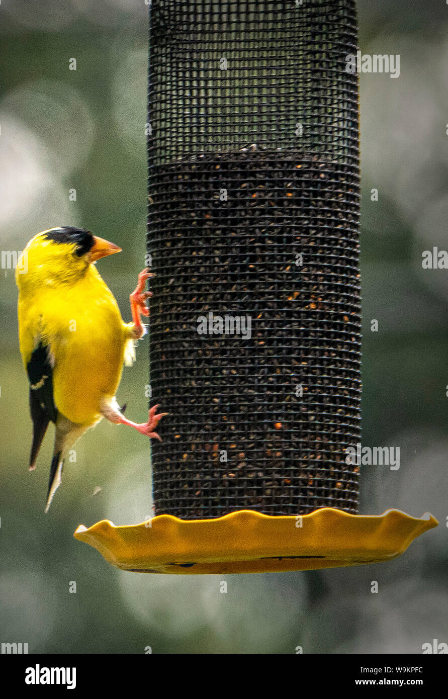 Clinging hi-res stock photography and images - Alamy