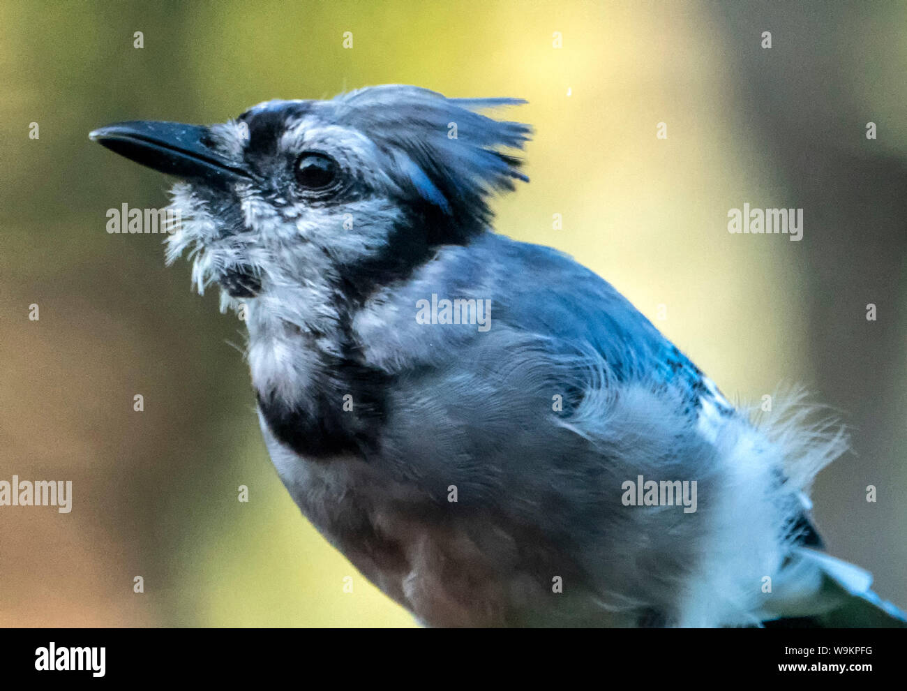 Puffy hi-res stock photography and images - Alamy