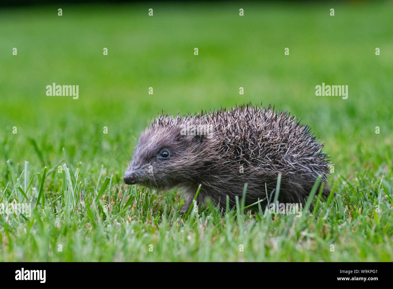 Hoglet hi-res stock photography and images - Alamy