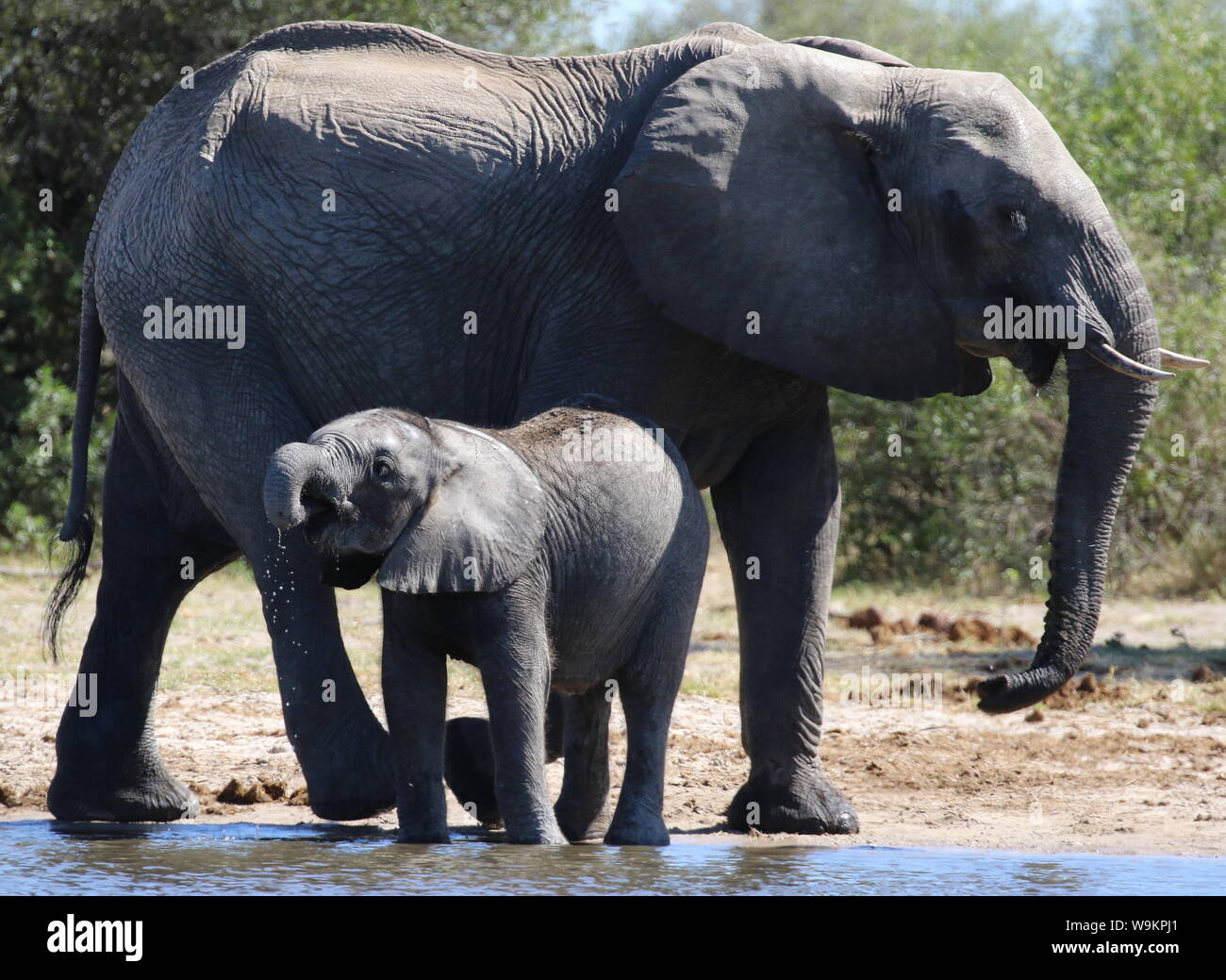 Hwange elephant hole hi-res stock photography and images - Alamy