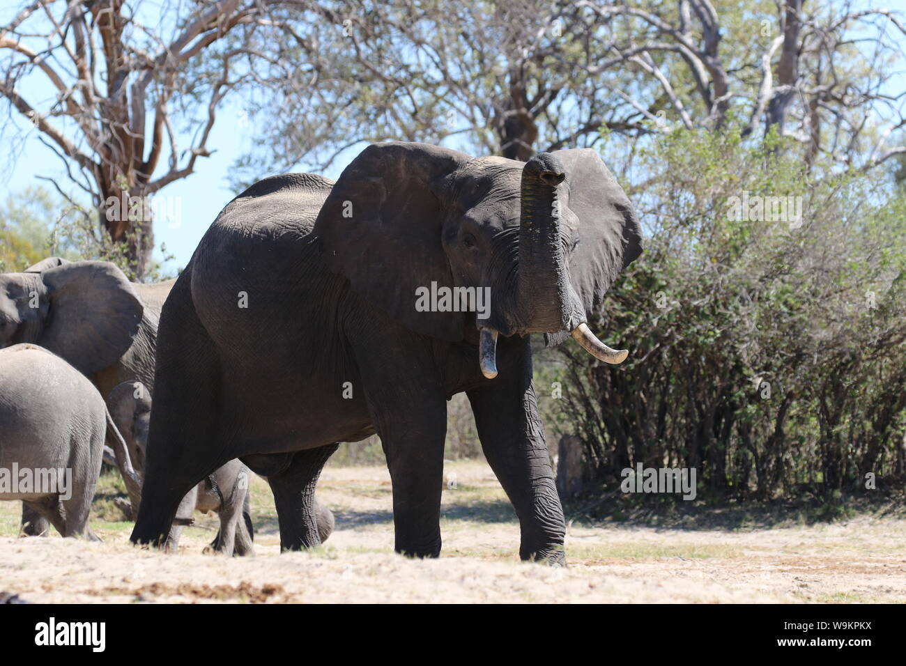 Hwange Elephant Hide Stock Photo - Alamy