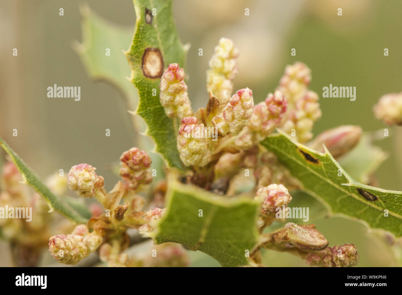 Kermes Oak Quercus Coccifera High Resolution Stock Photography and ...