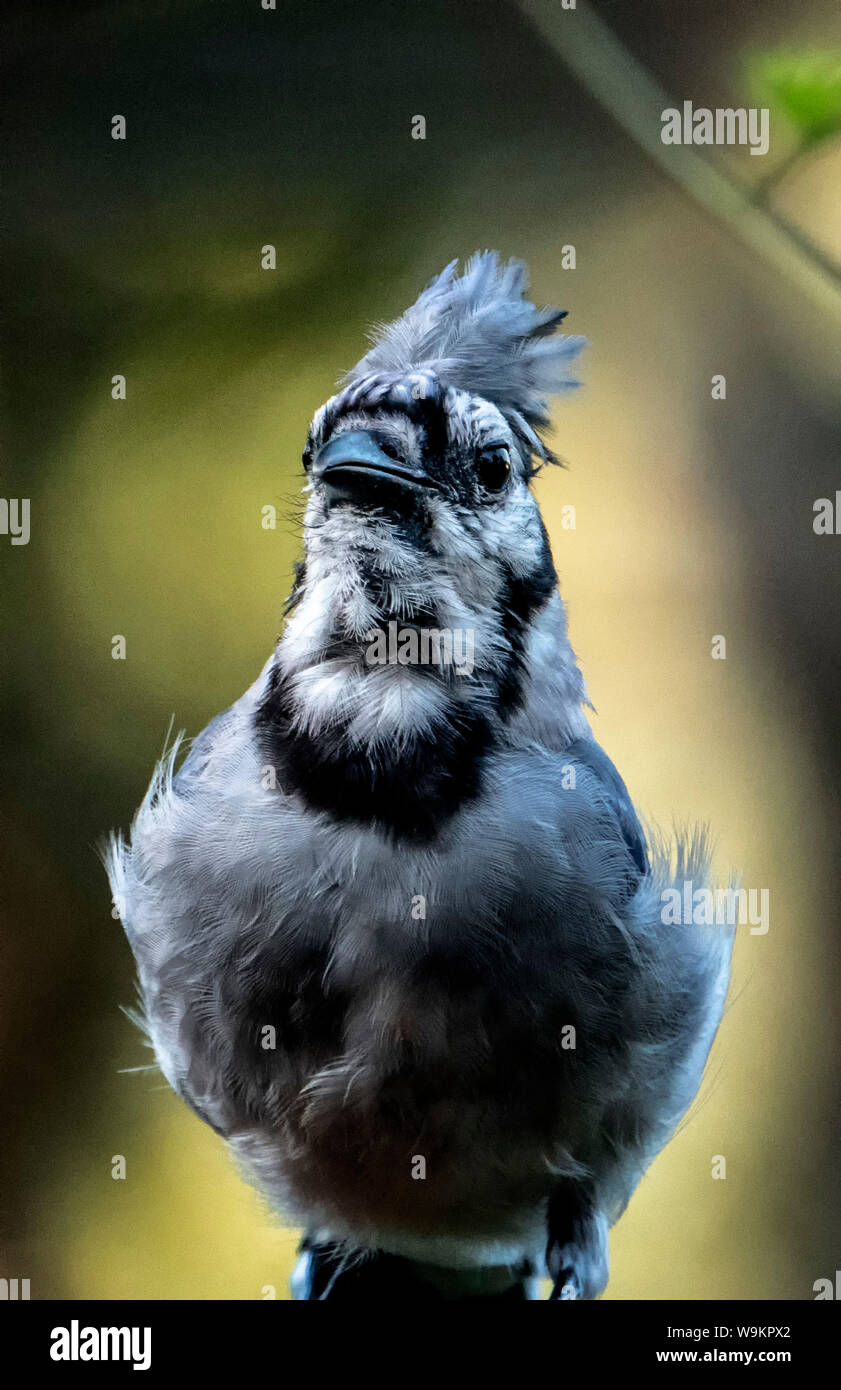 Ruffled fethers hi-res stock photography and images - Alamy