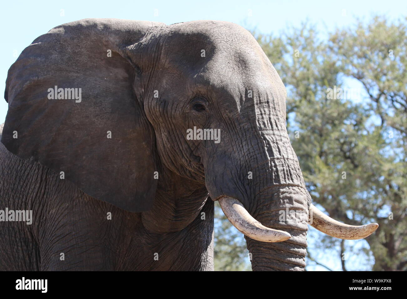 Hwange Elephant Hide Stock Photo - Alamy