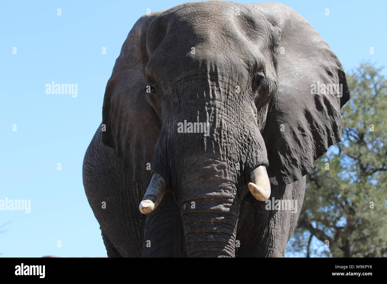 Hwange Elephant Hide Stock Photo - Alamy