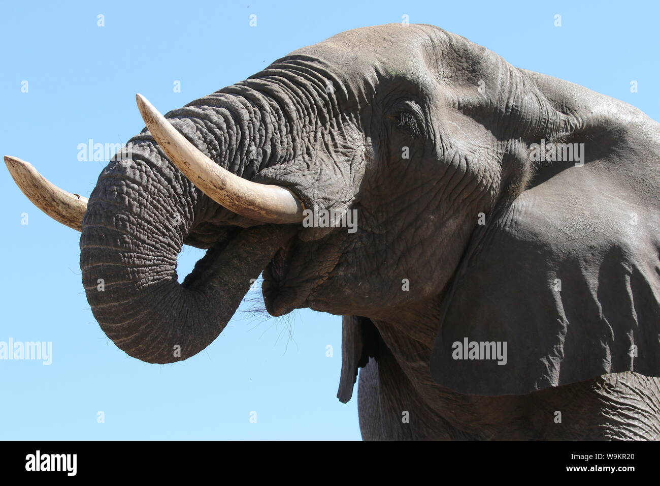 Hwange Elephant Hide Stock Photo - Alamy