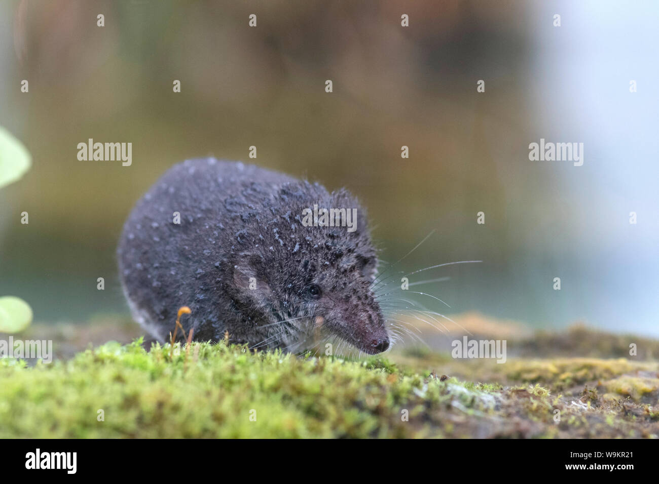 Eurasian Water Shrew, Neomys fodiens, sat on mossy rock ,Devon, June ...