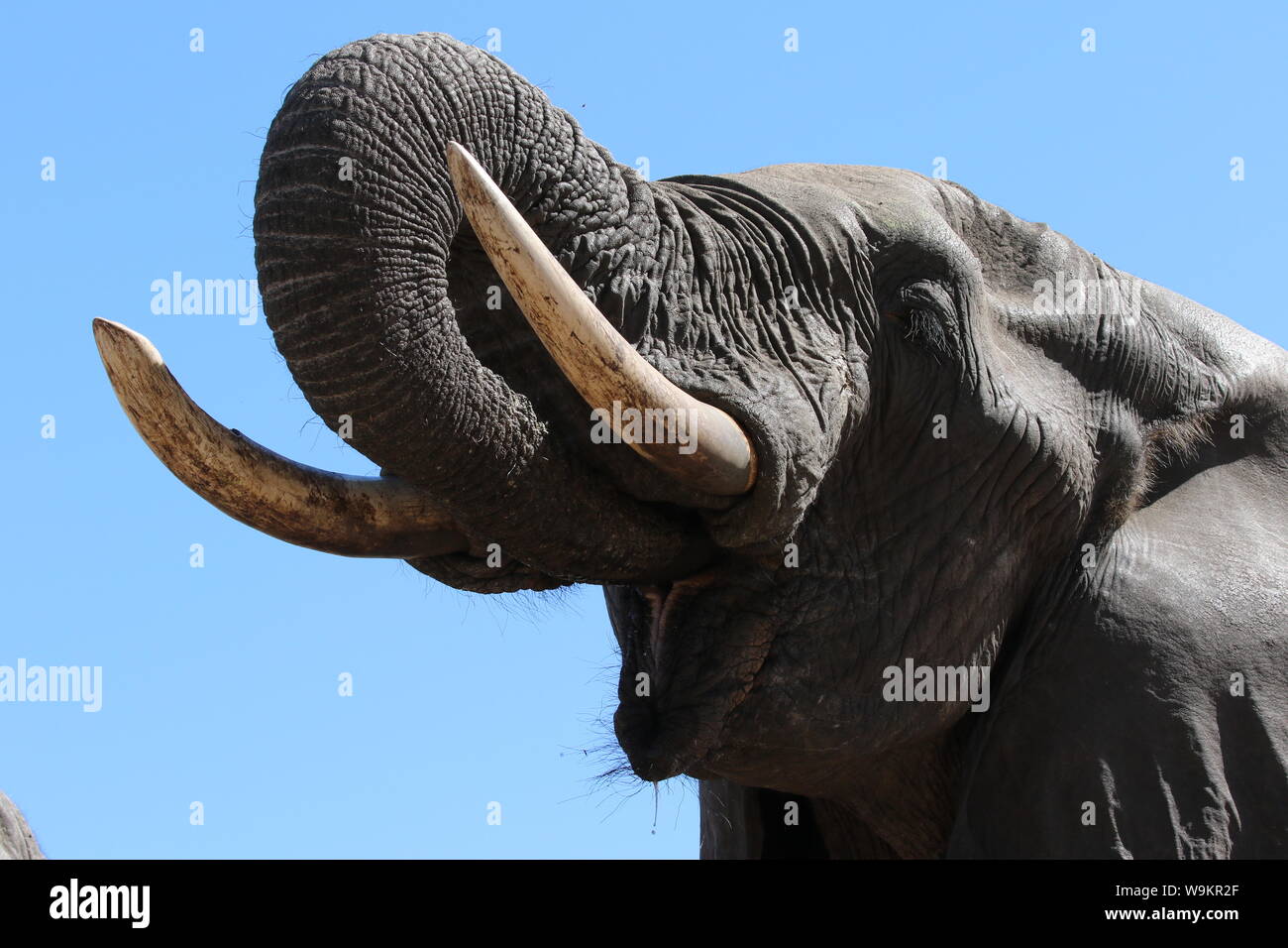 Hwange Elephant Hide Stock Photo - Alamy