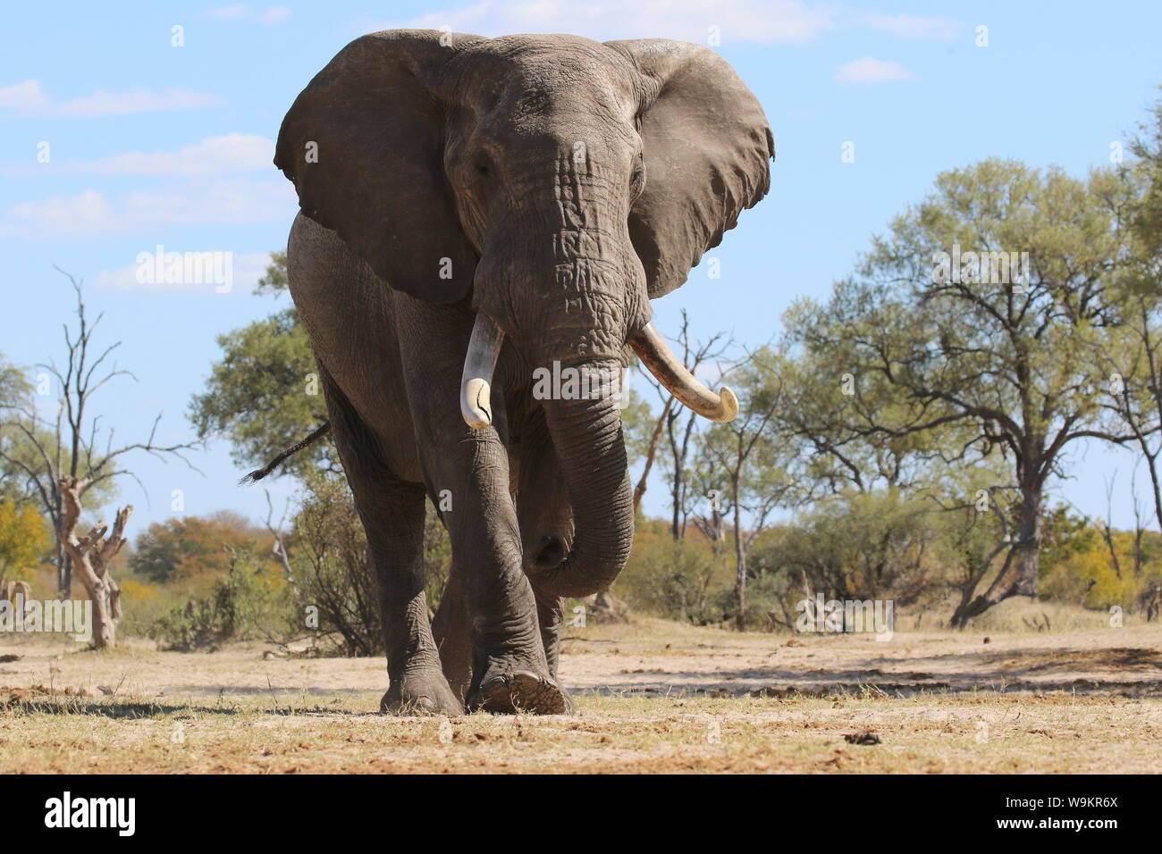 Hwange elephant hole hi-res stock photography and images - Alamy