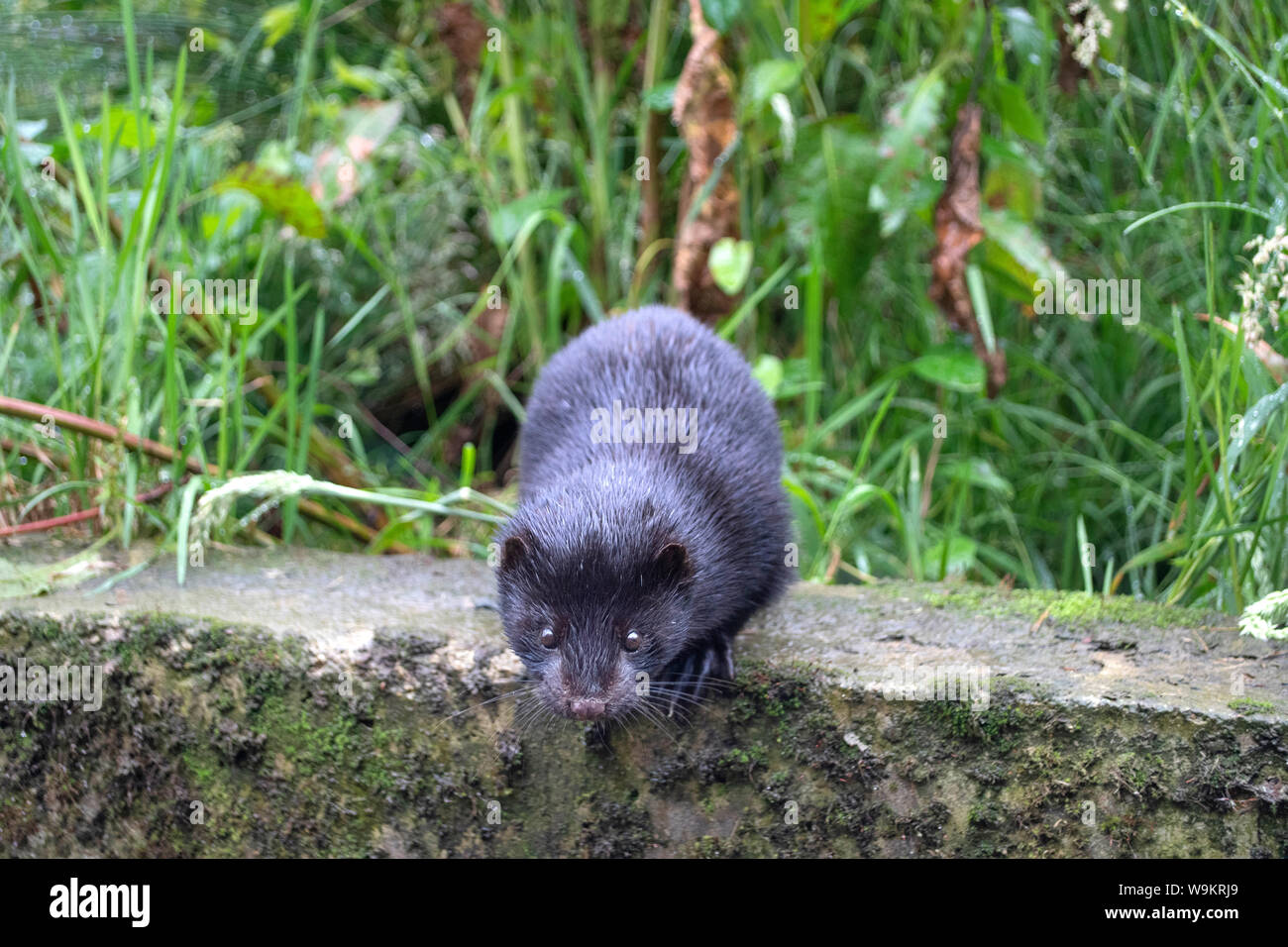 American mink, Neovison vison, Male mink sat on wall, Devon, June Stock ...