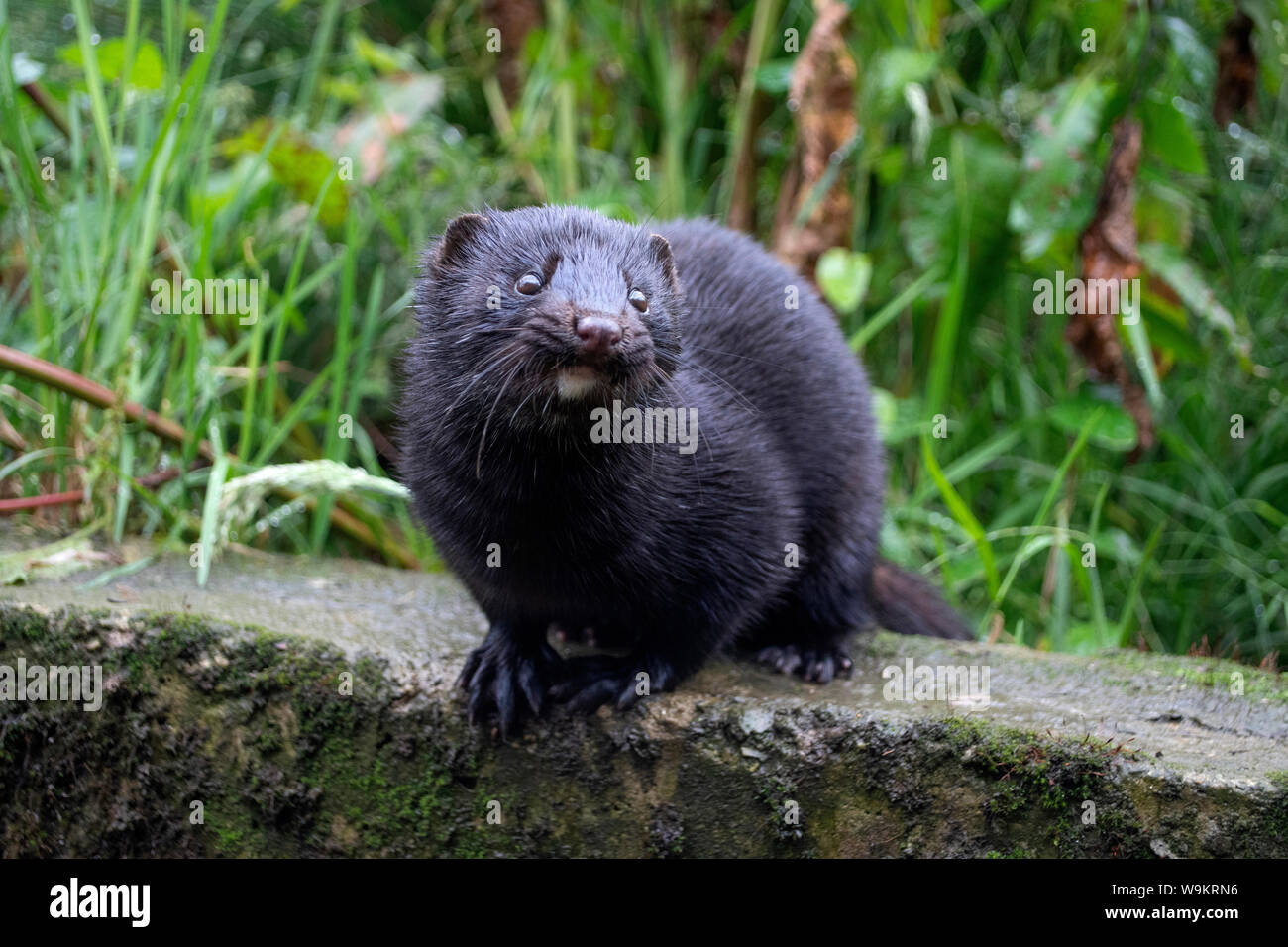 Male mink sat hi-res stock photography and images - Alamy