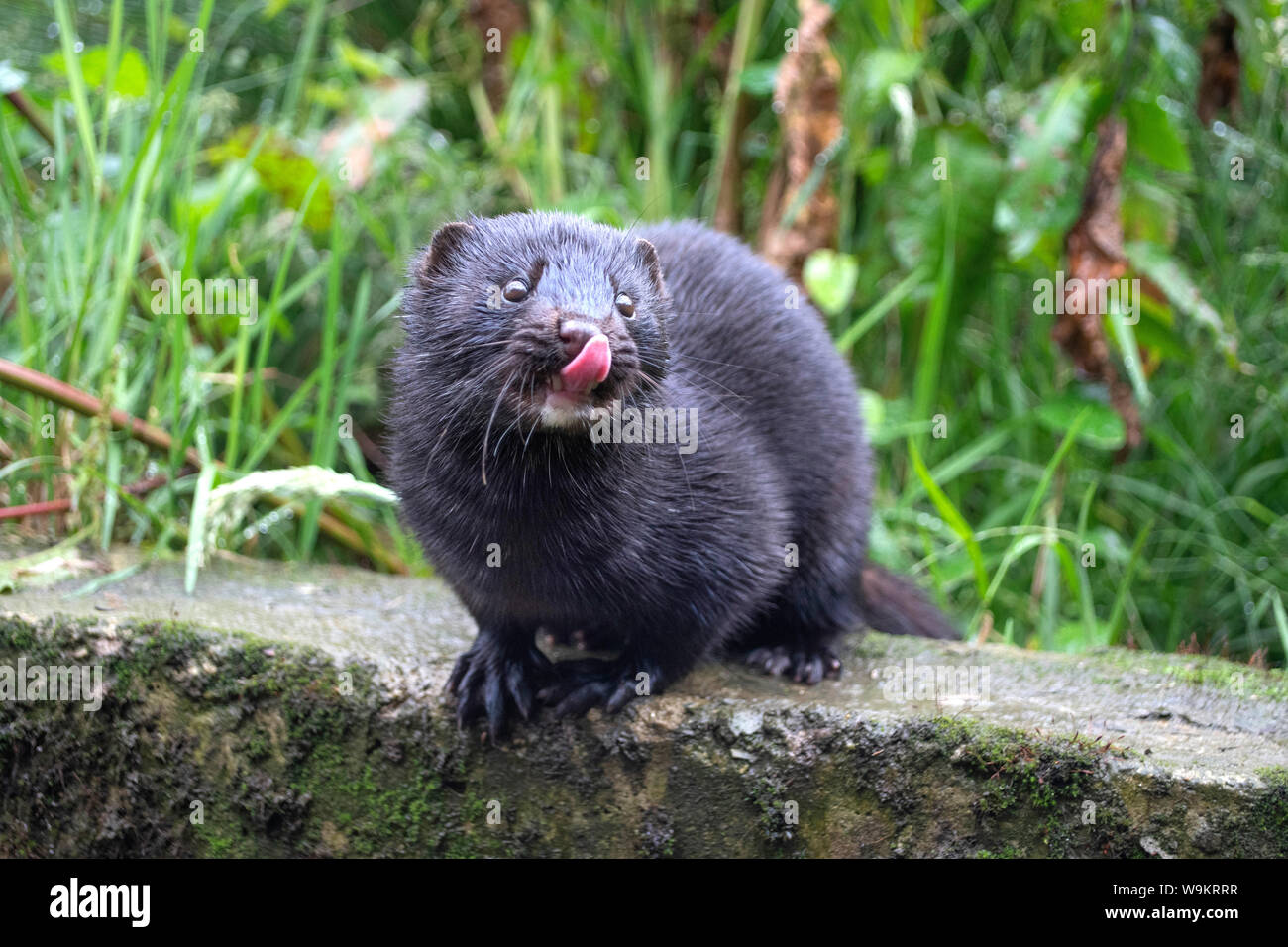 American mink, Neovison vison, Male mink sat on wall, Devon, June Stock ...