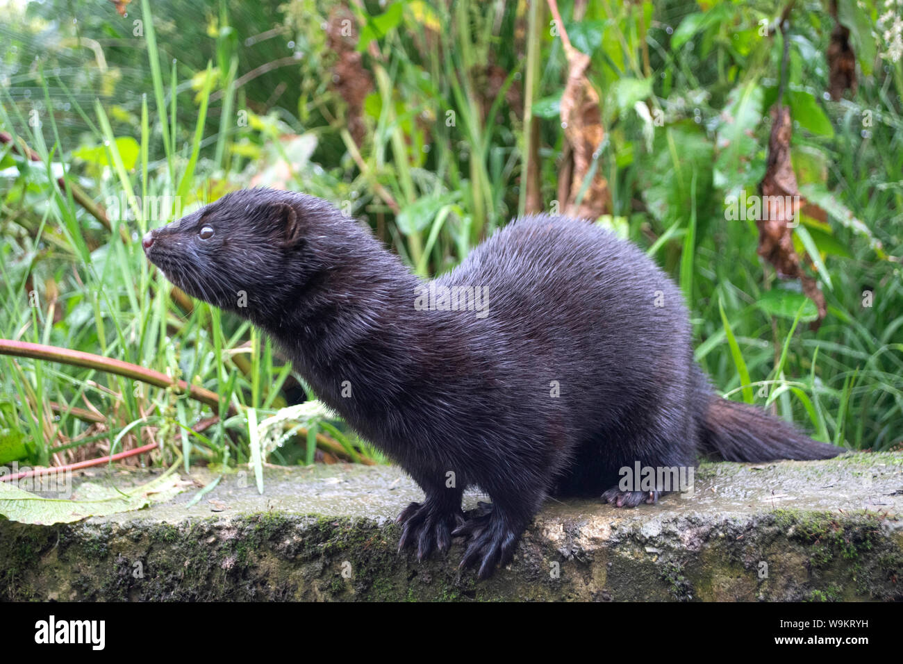 American mink, Neovison vison, Male mink sat on wall, Devon, June Stock ...