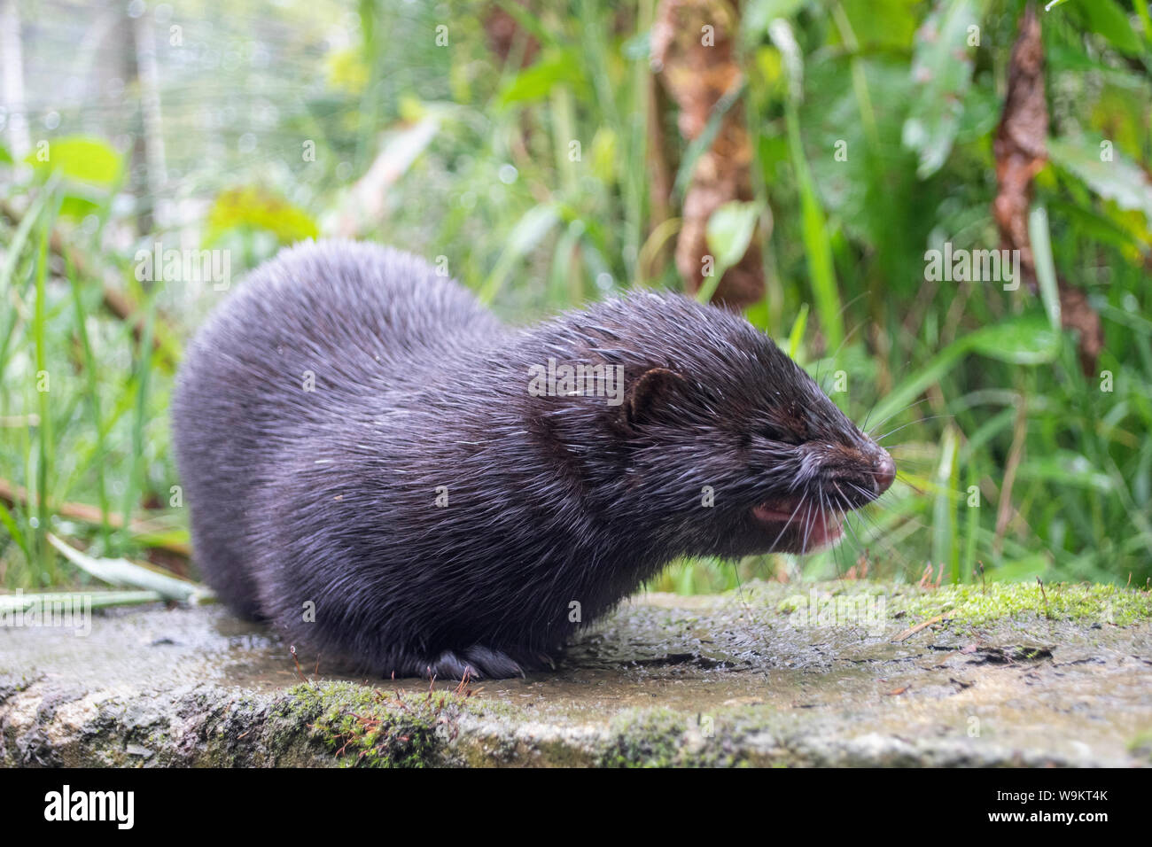 American mink, Neovison vison, Male mink sat on wall, Devon, June Stock ...