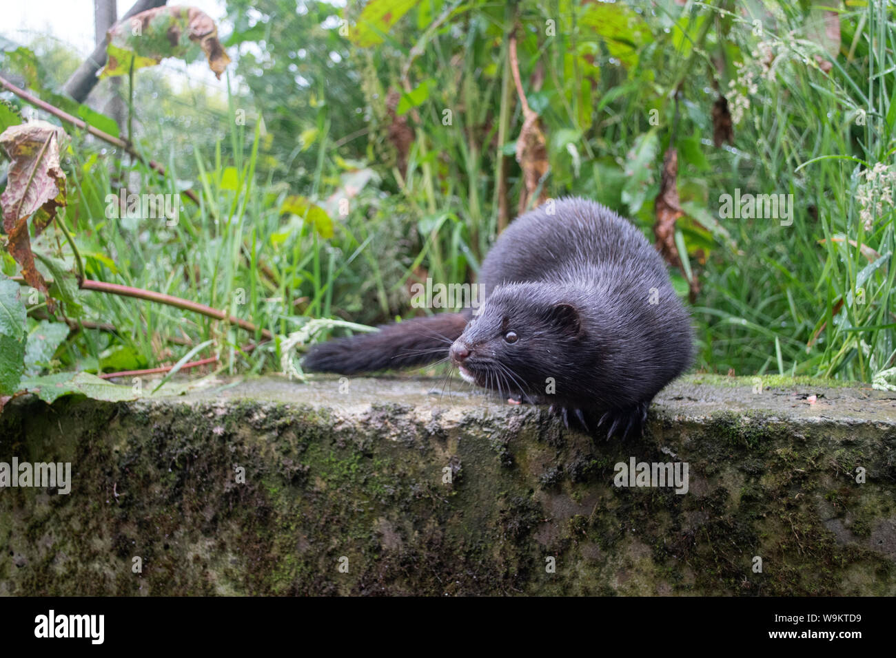 Vison male mink hi-res stock photography and images - Alamy