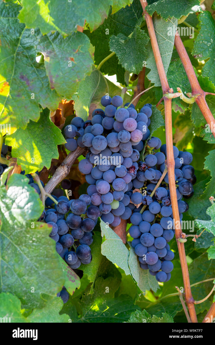Grape plant on vineyard, growing red wine grapes in Italy, Sirah, Petit ...