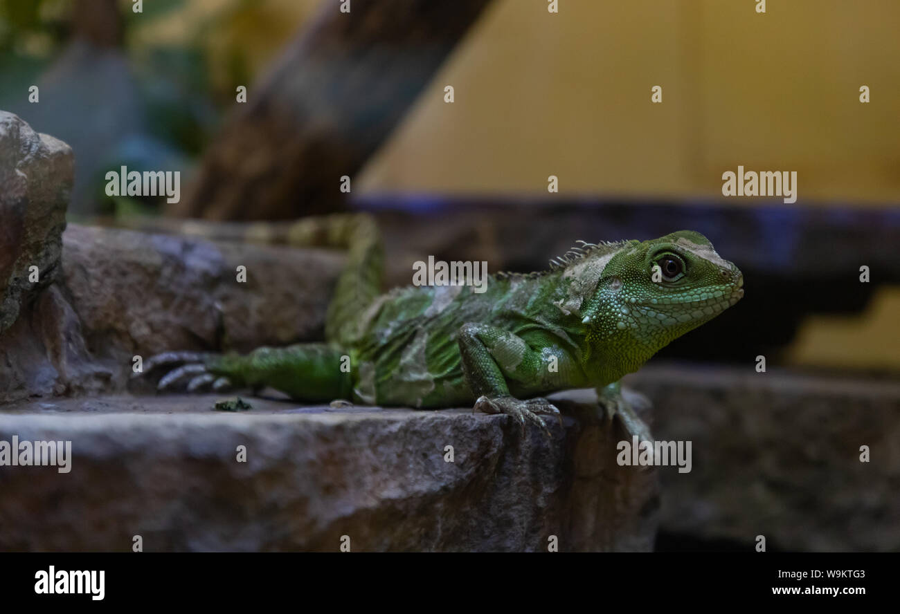 A close-up picture of an Asian Water Dragon standing on a rock Stock ...