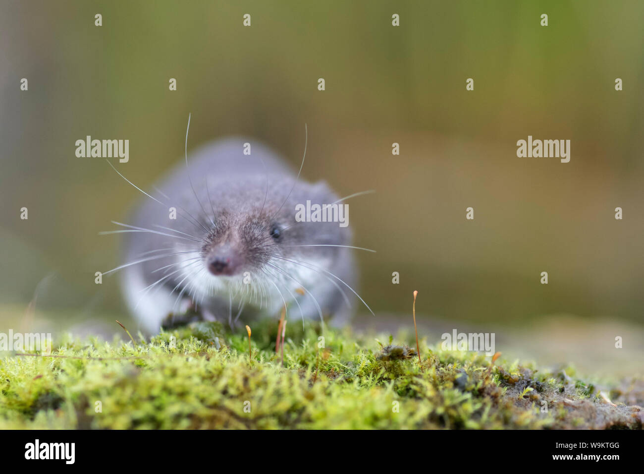 Eurasian Water Shrew Fodiens High Resolution Stock Photography and ...