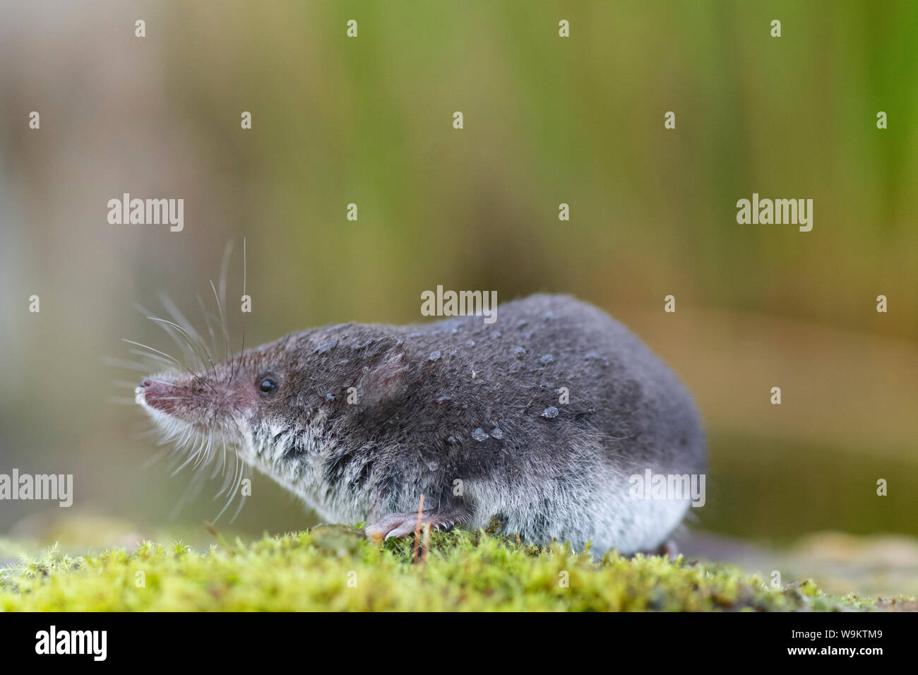 Eurasian Water Shrew, Neomys fodiens, sat on mossy rock ,Devon, June ...
