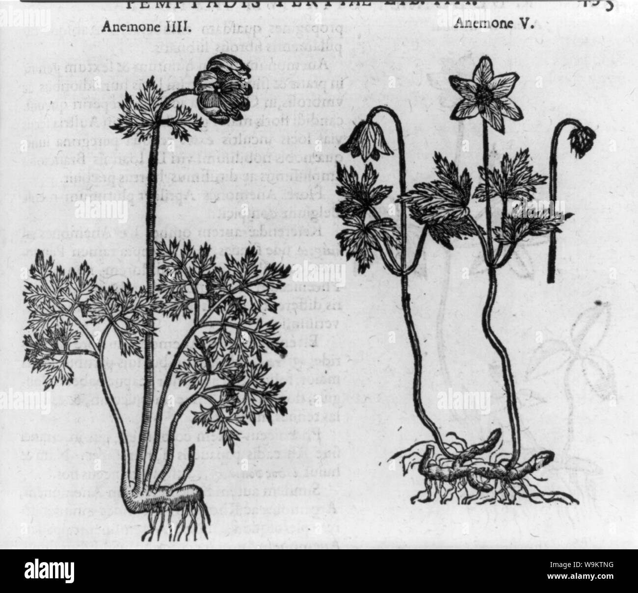 Iiii High Resolution Stock Photography and Images - Alamy