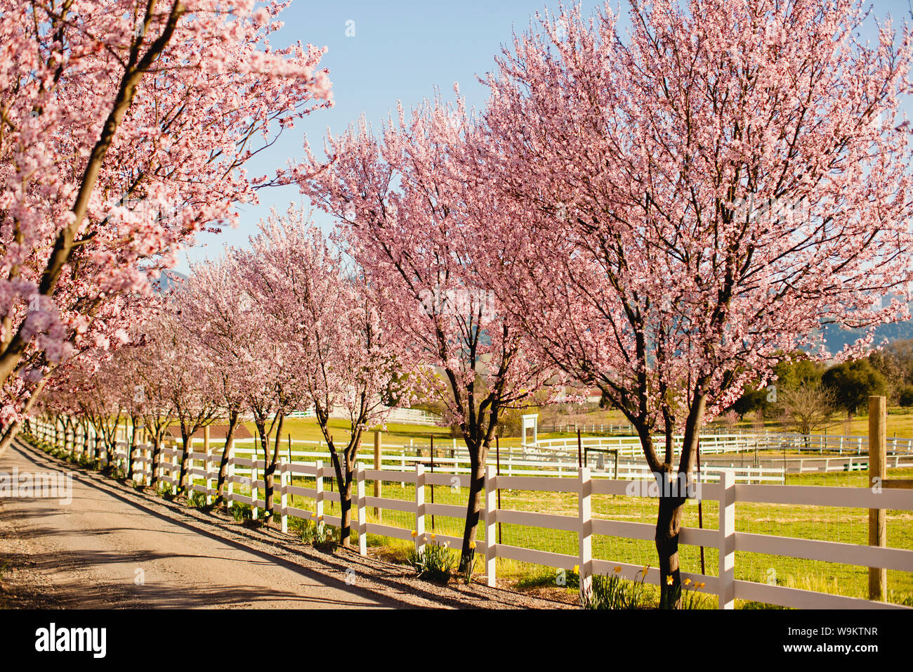 Cherry blossoms lining a rural road Stock Photo - Alamy