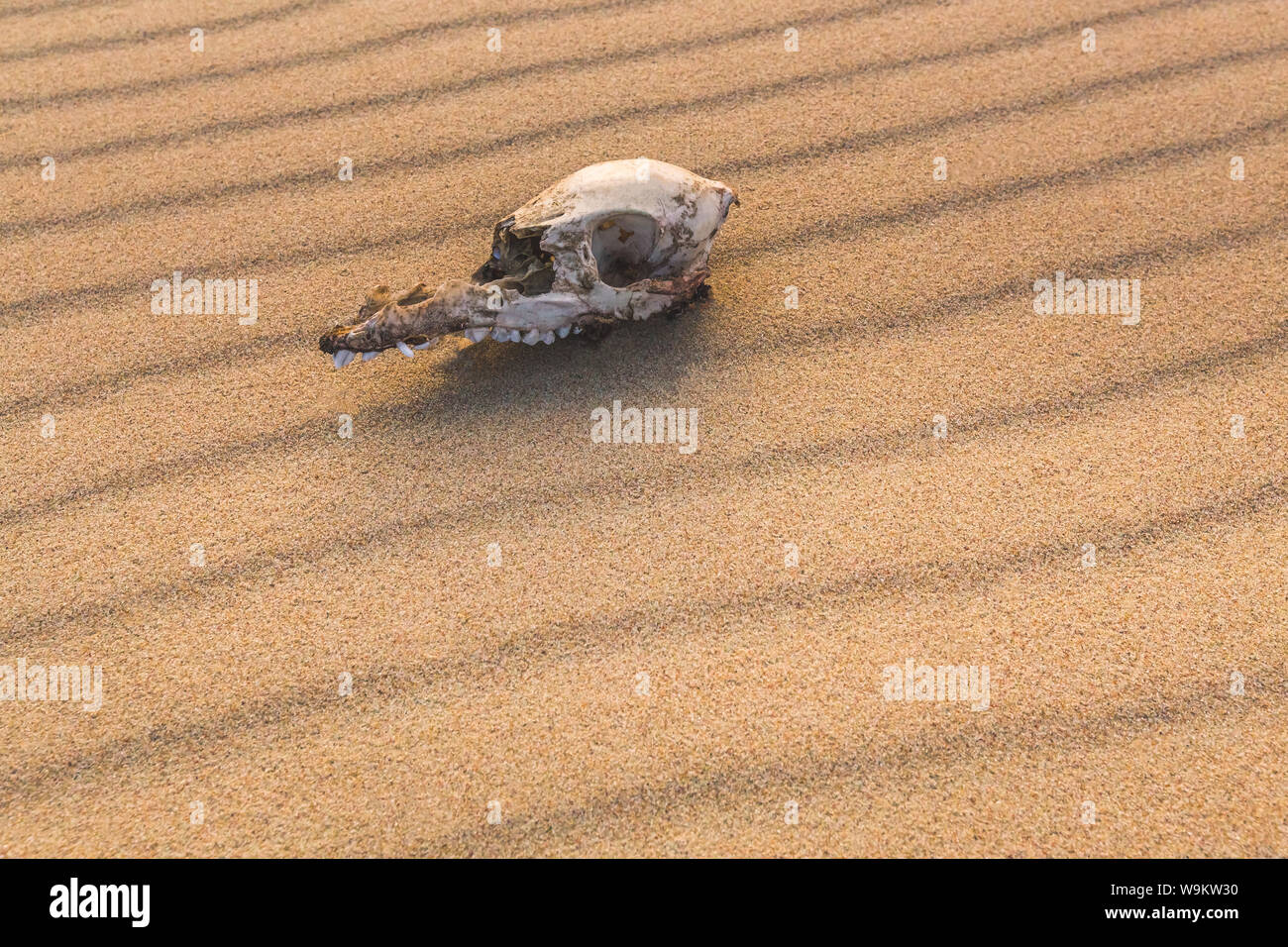 Animal skull on the sand, extinction concept Stock Photo - Alamy