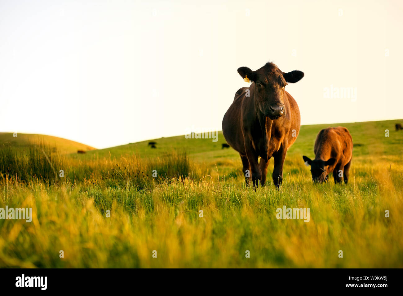 Group of cows standing in a grassy field Stock Photo - Alamy