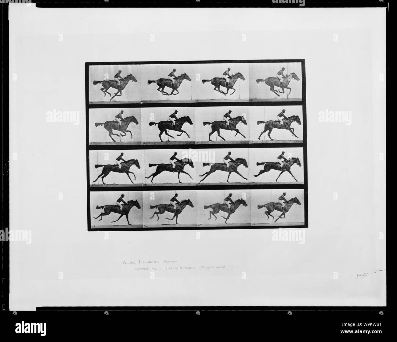 Animal locomotion 16 frames of racehorse annie g galloping hi-res stock ...