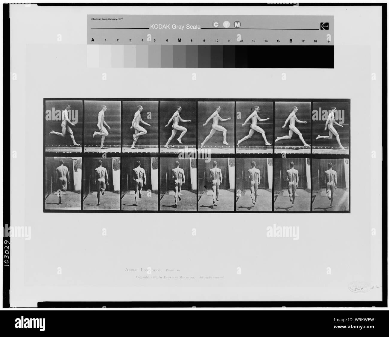 Animal structure Black and White Stock Photos & Images - Alamy