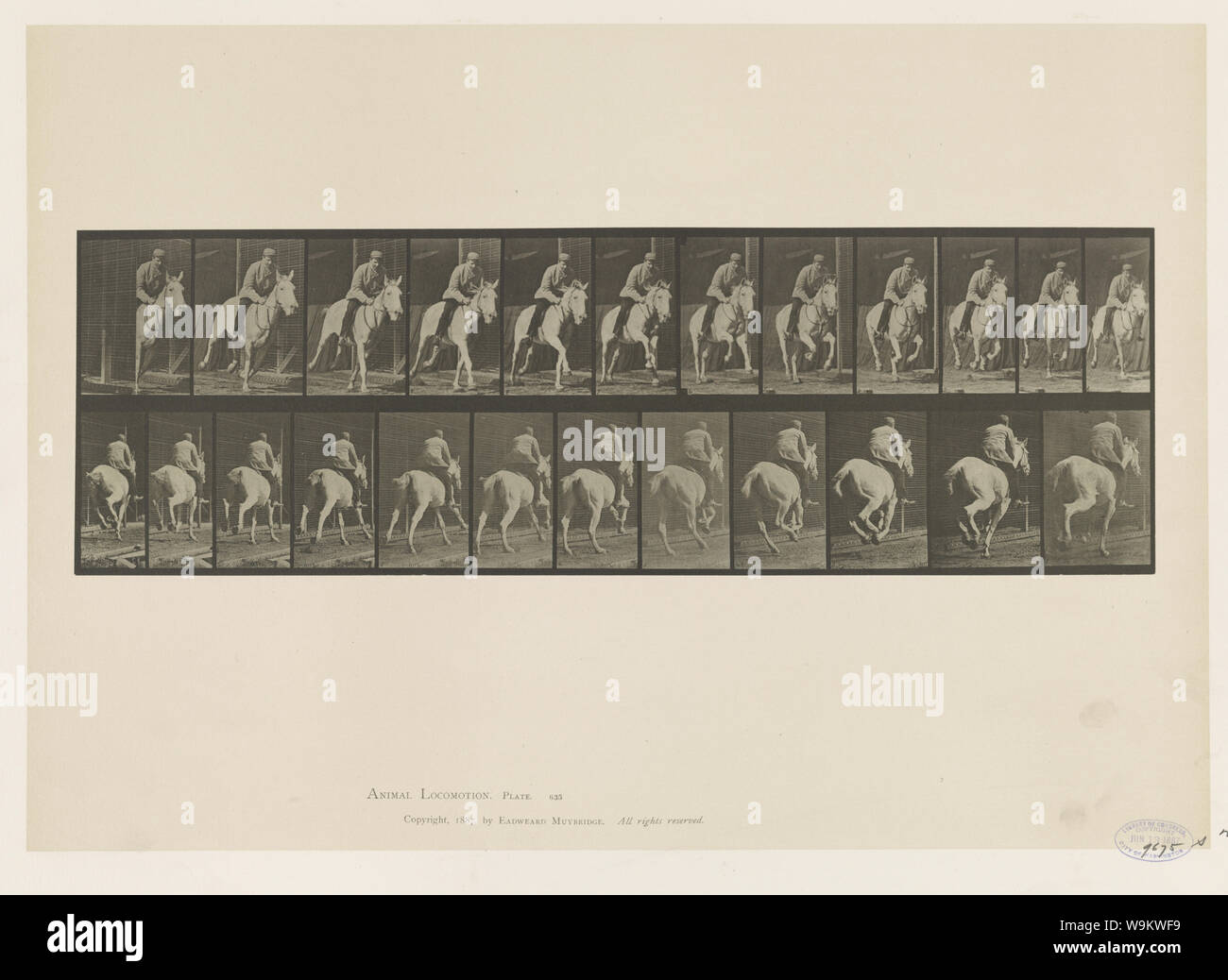 Animal locomotion hi-res stock photography and images - Alamy