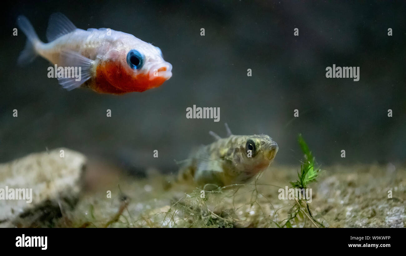 three-spined stickleback , Gasterosteus aculeatus,tank set up ...
