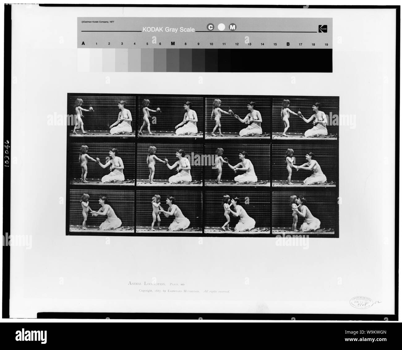 Animal movements phases hi-res stock photography and images - Alamy