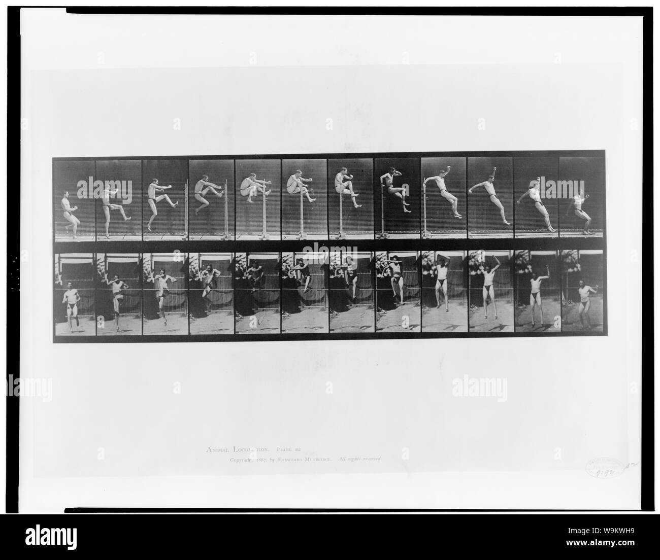 Animal with fins Black and White Stock Photos & Images - Alamy