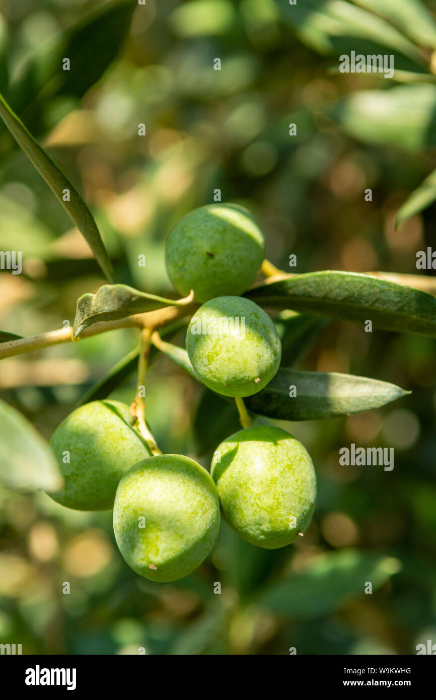 Olive tree plantation, big green olives fruits close up Stock Photo - Alamy