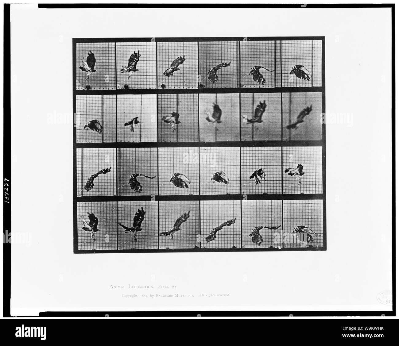 Animal research methodology Black and White Stock Photos & Images - Alamy