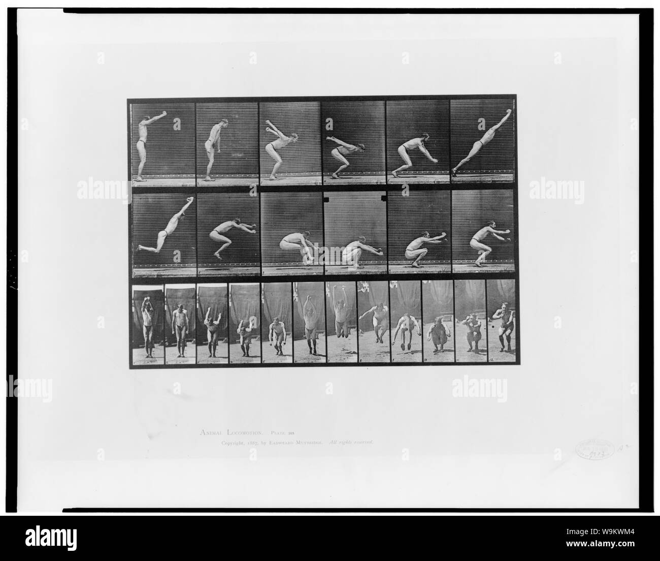 Animal with fins Black and White Stock Photos & Images - Alamy