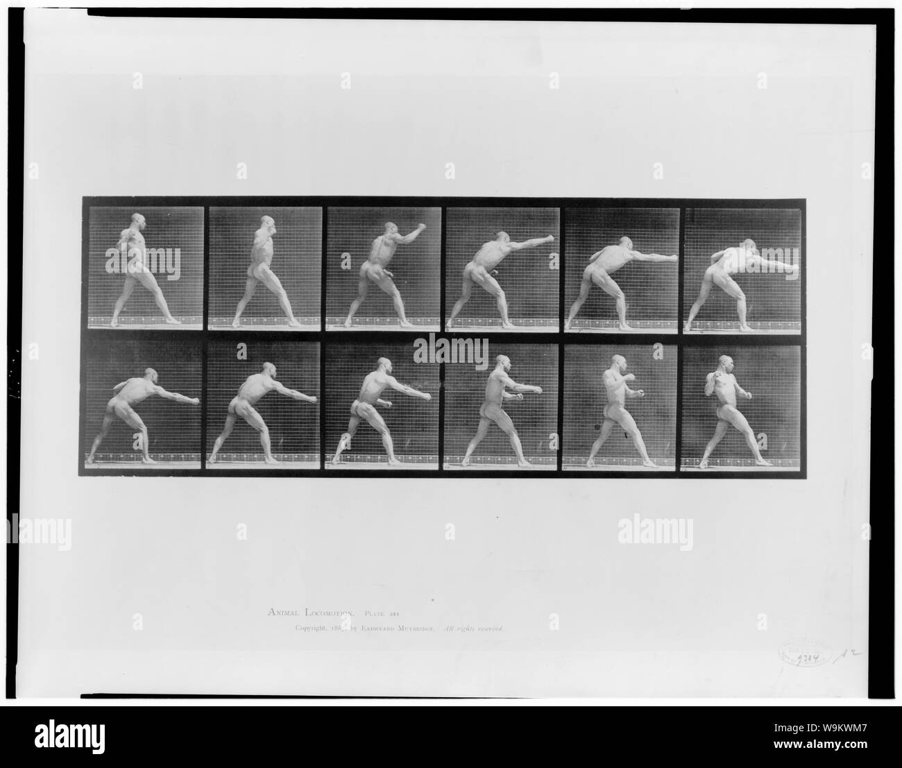 Animal research methodology Black and White Stock Photos & Images - Alamy