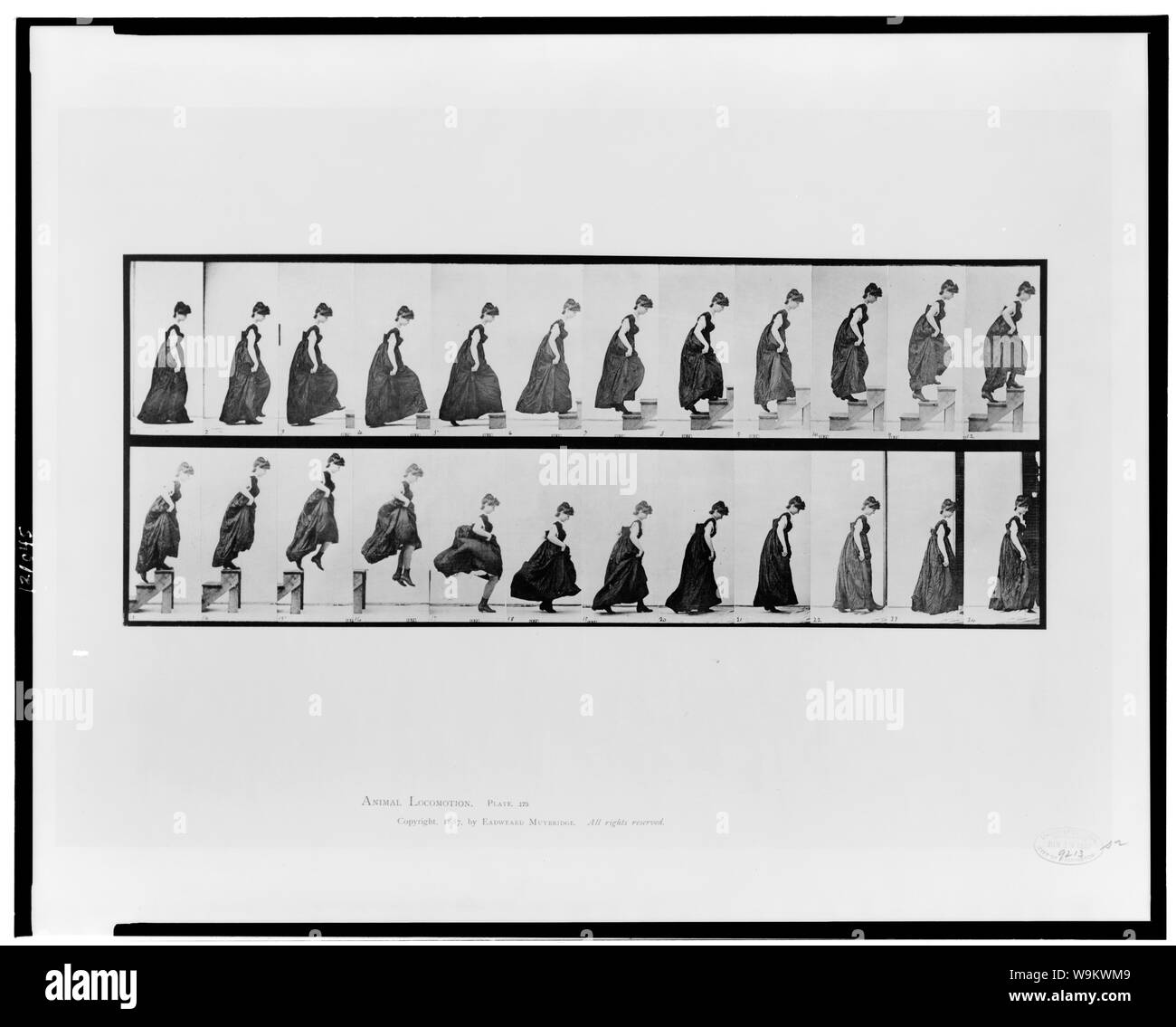 Fly swim walk Cut Out Stock Images & Pictures - Alamy