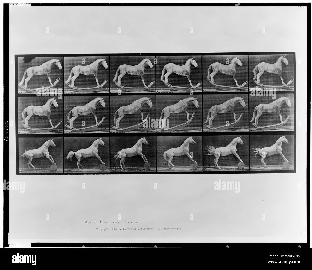 Animal locomotion hi-res stock photography and images - Alamy