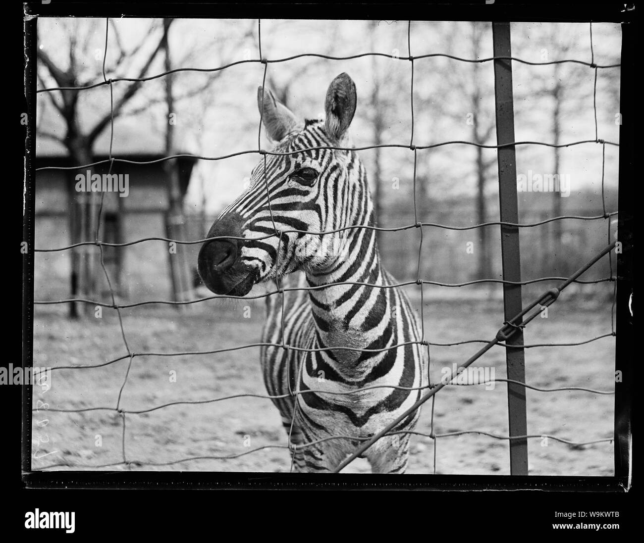 Animals at the zoo Stock Photo - Alamy