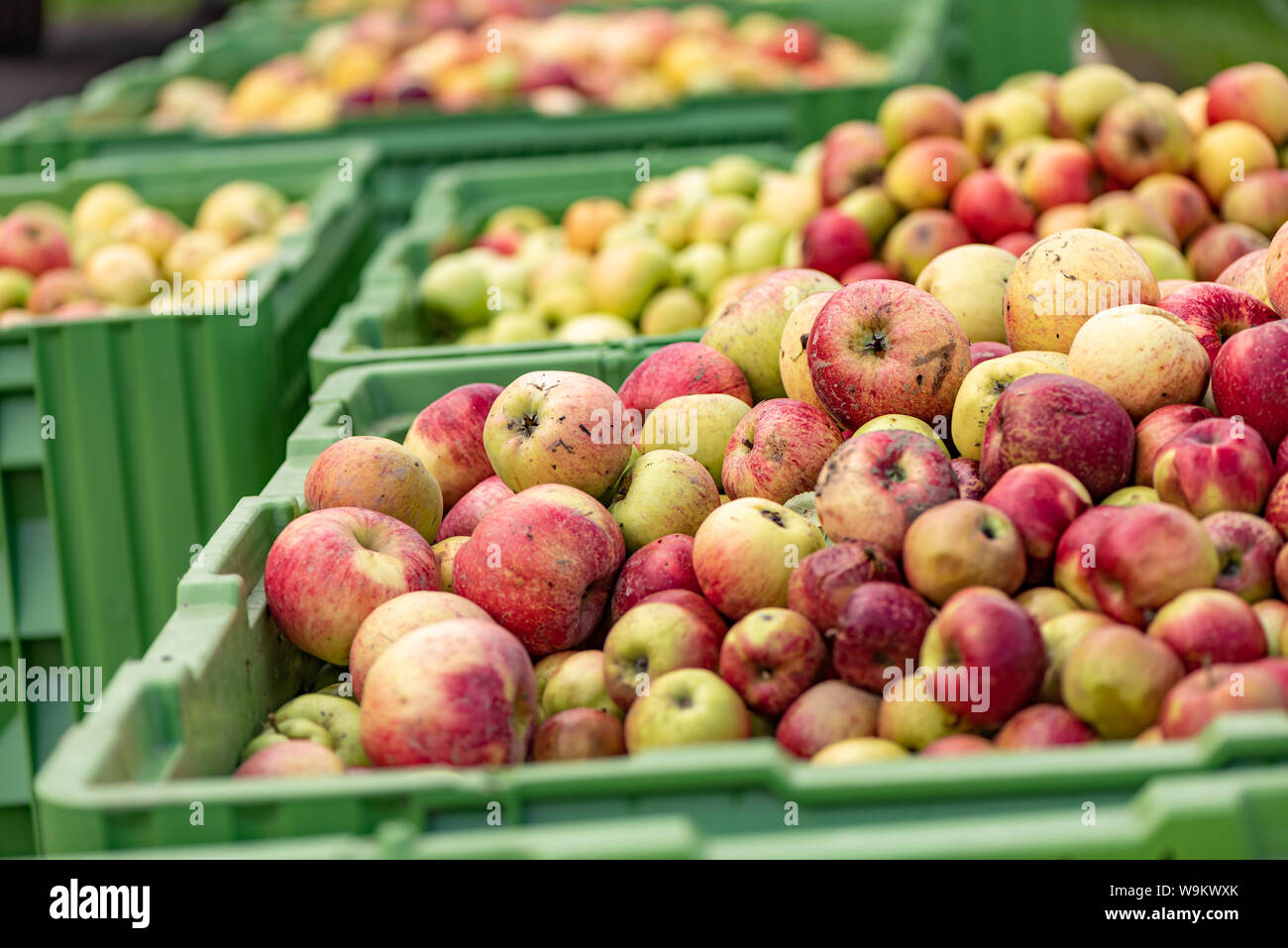 Apples growing in container hi-res stock photography and images - Alamy