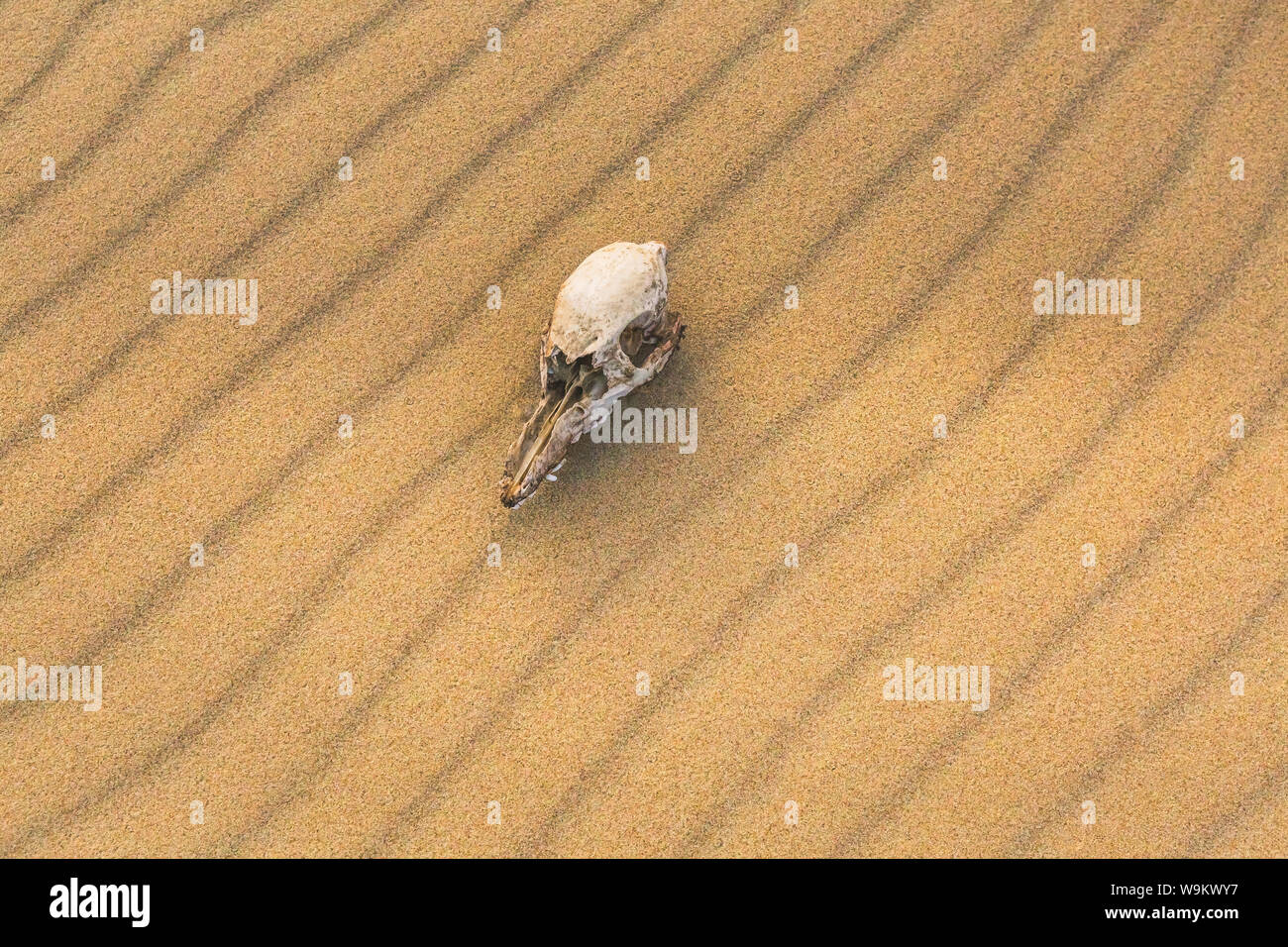 Animal skull on the sand, extinction concept Stock Photo - Alamy