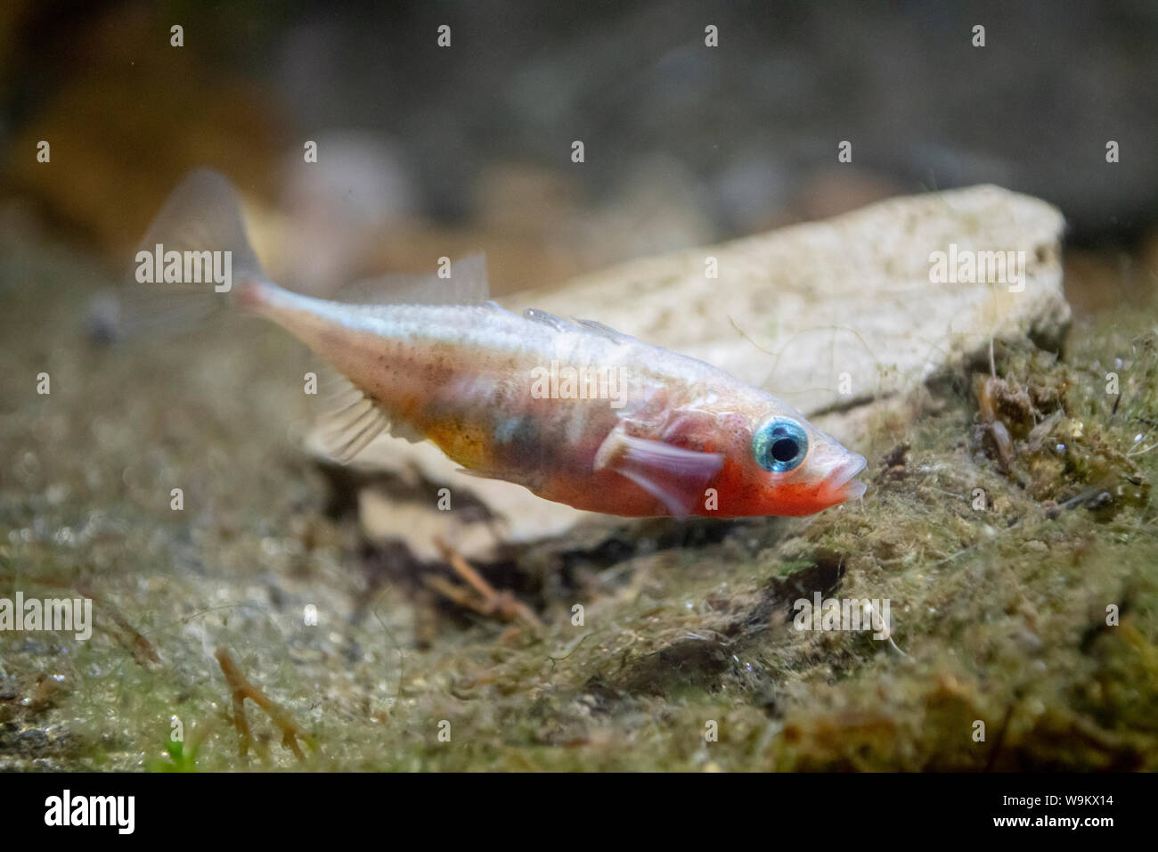 Three spined stickleback gasterosteus aculeatus hi-res stock ...