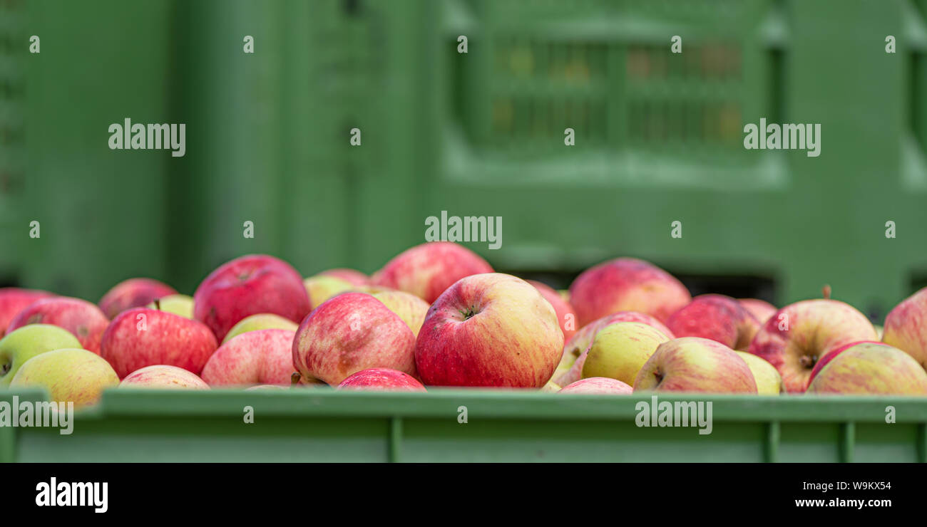 Apples growing in container hi-res stock photography and images - Alamy