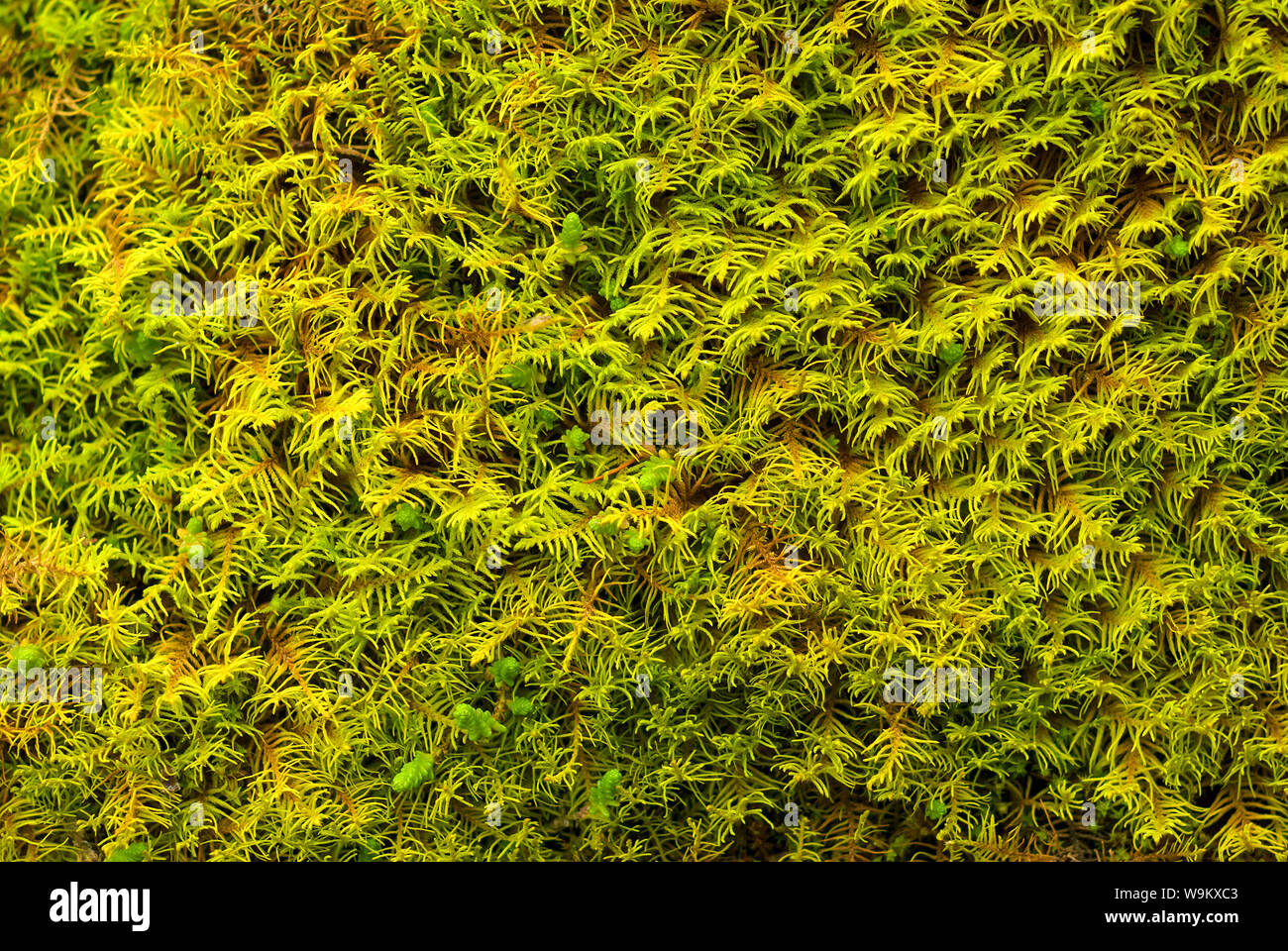 Moss surface hi-res stock photography and images - Alamy