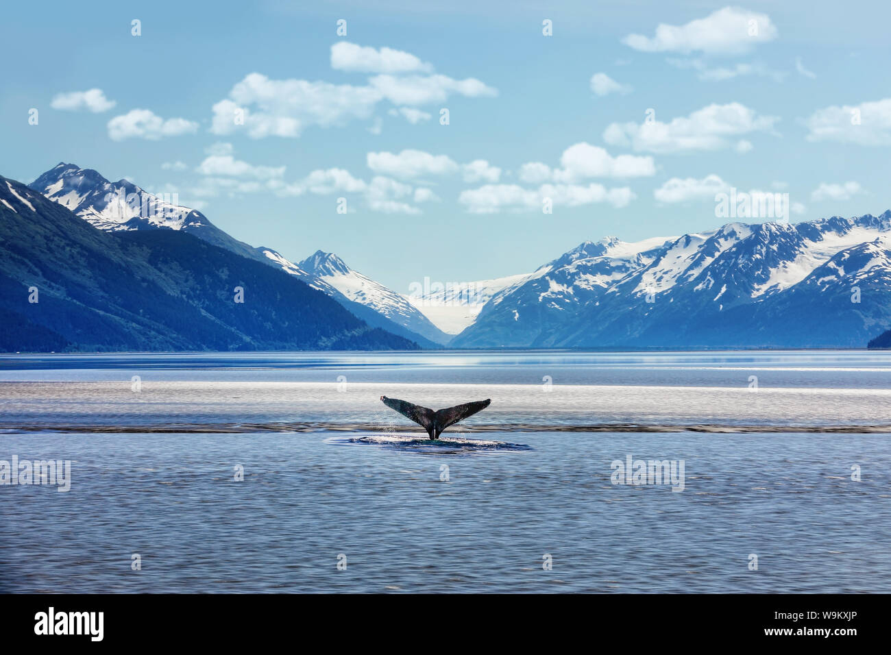 Humpback whale alaska backdrop hi-res stock photography and images - Alamy