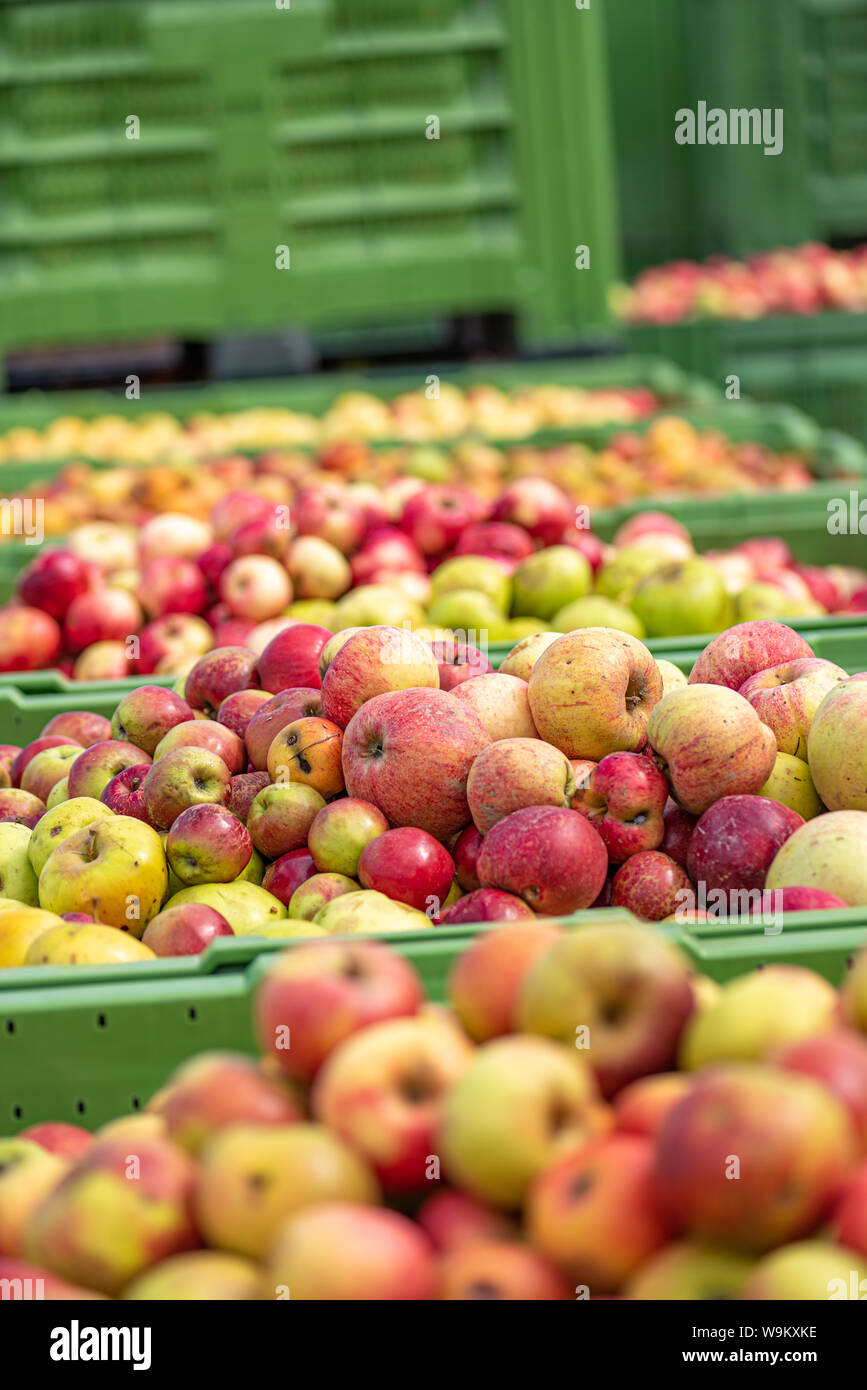 Apples growing in container hi-res stock photography and images - Alamy