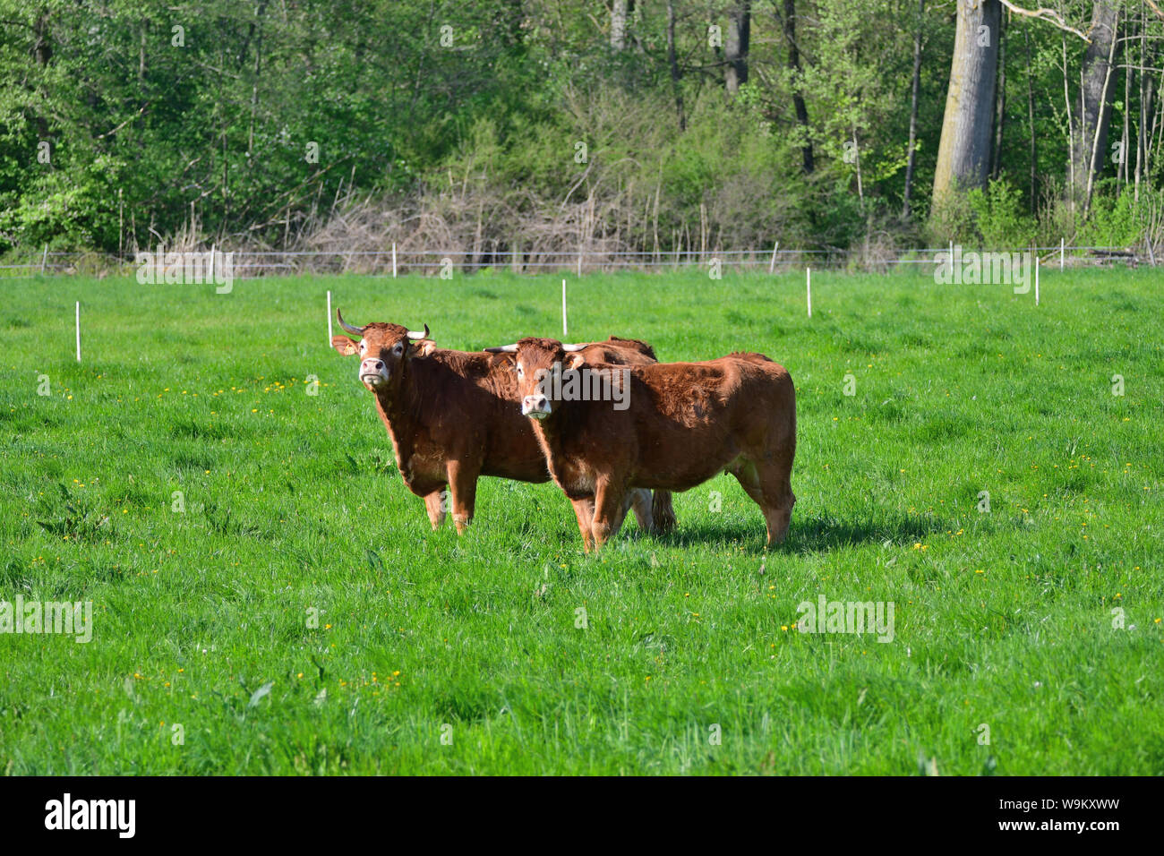 Two brown cows with with horns in an green meadow. Flies are around ...