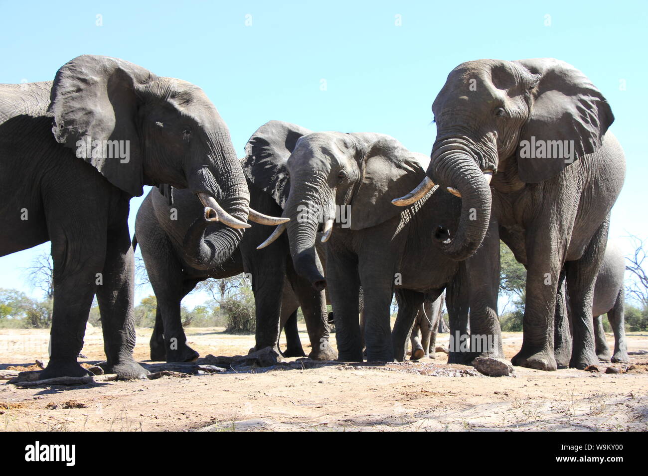 Hwange Elephant Hide Stock Photo - Alamy
