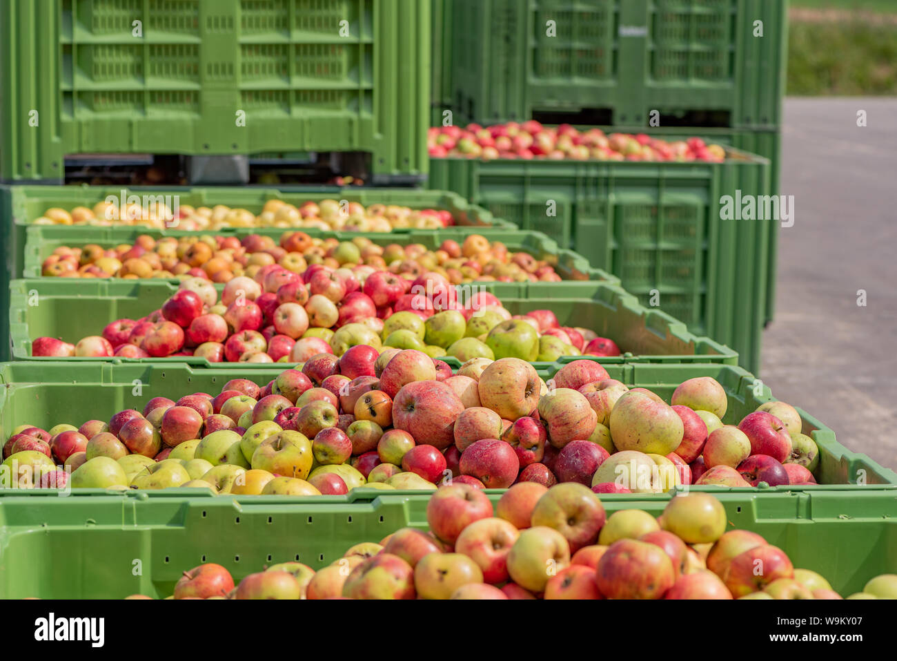 Apple growing container hi-res stock photography and images - Alamy